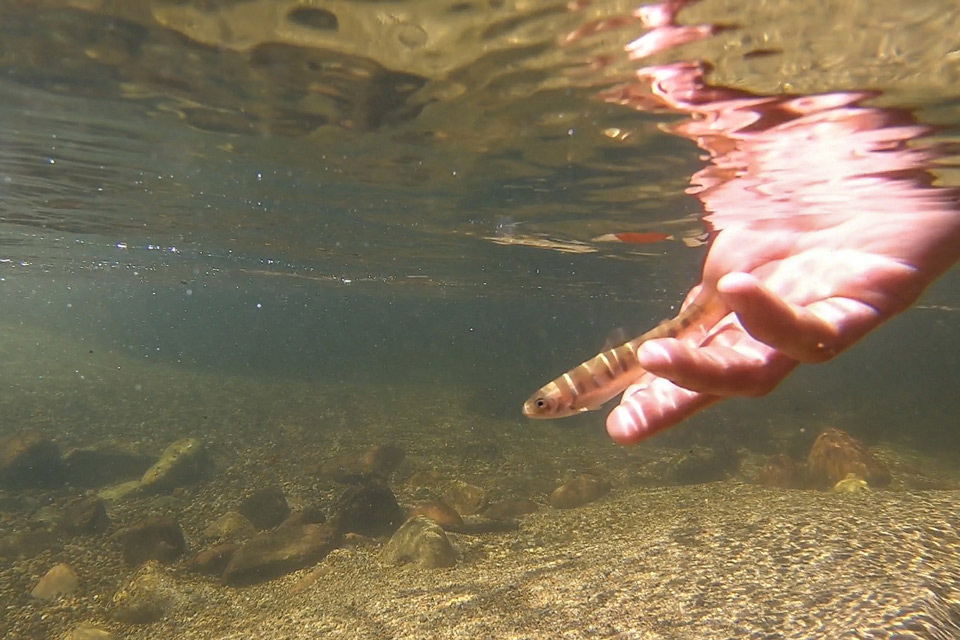 Paiute Cutthroat Trout Reintroduced to Native Habitat in High Sierra ...