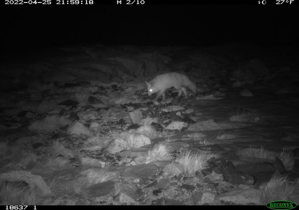 Sierra Nevada Red Fox Detected In The Southern Sierra Nevada - Near ...