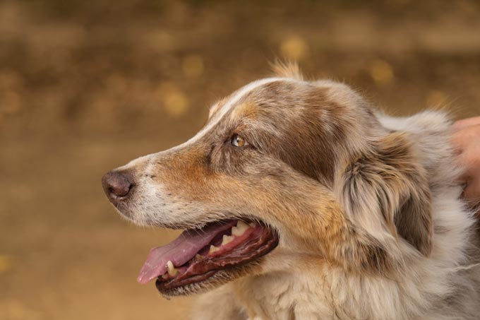 Aussie, an Australian Shepherd from Madera Wins California Farm Bureau ...