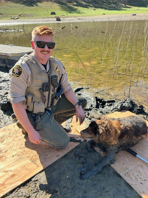Lost Dog Found at Lake Nacimiento Stuck in Mud as Coyotes Circled was ...